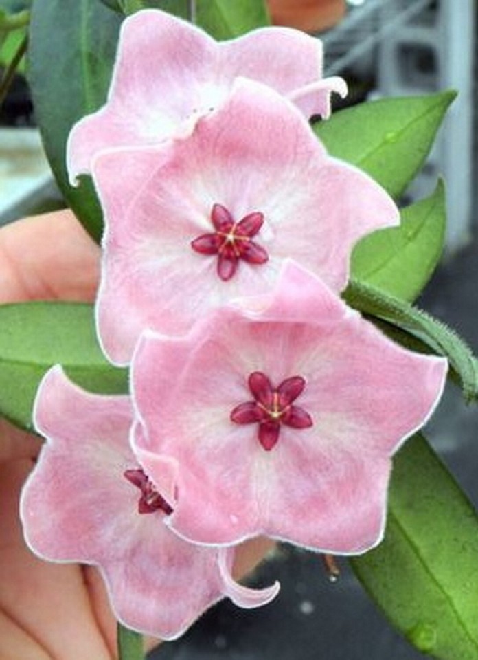 Hoya Patella pink Blooming Size 15 Inches Healthy Plant, Houseplant ...