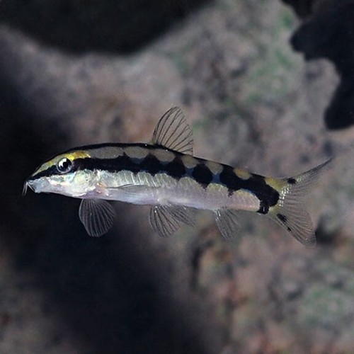 Dwarf Chain Botia Loach Ambastaia Sidthimunki 3cm | eBay