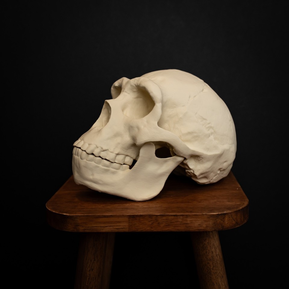 Homo Erectus Skull Lifesize Replica – Human Ancestor – Scientific ...