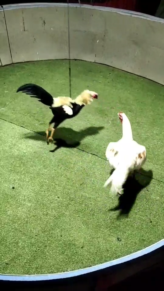 Crafts Rooster Chicken Doll Silicone Rubber Exercise Fighter ...