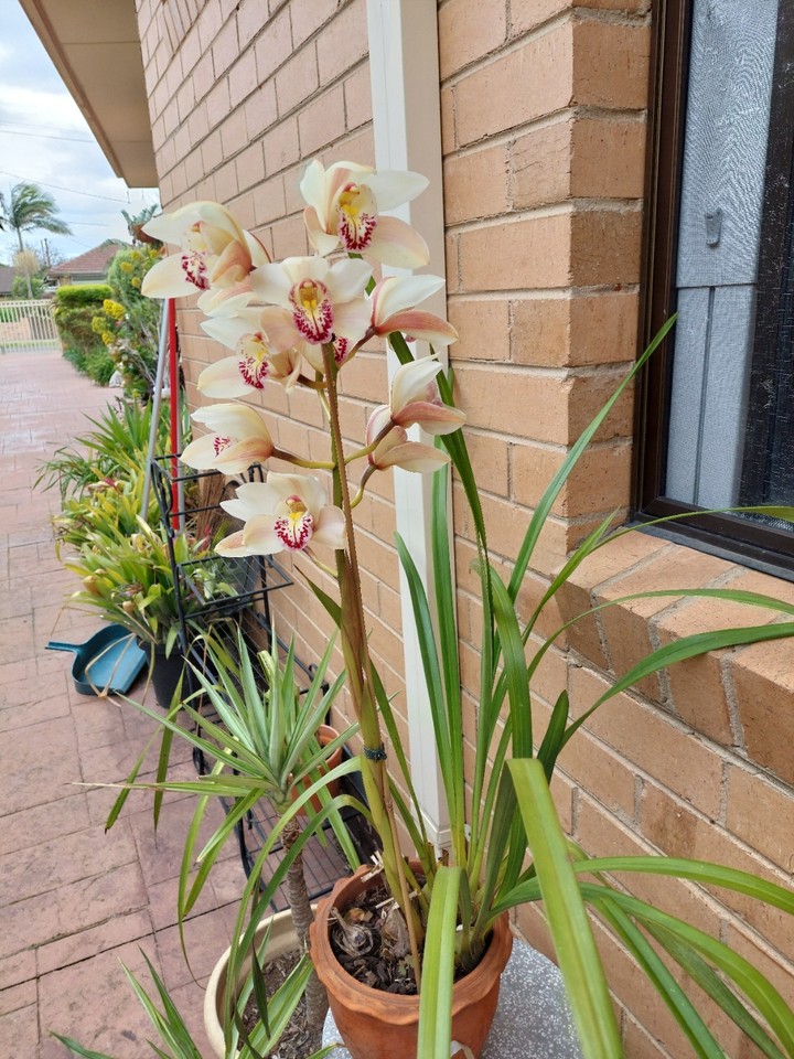BEAUTIFUL CYMBIDIUM ORCHID- YELLOW W/ BURGUNDY HUE - 3 BULBS & 1 ...