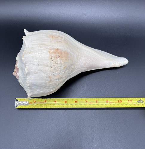 Beautiful Large 11” Lightning Welk Conch Shell Beach Nautical Decor | eBay