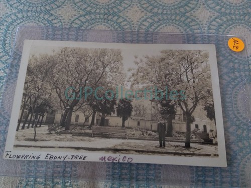 ALZ VINTAGE PHOTOGRAPH Spencer Lionel Adams FLOWERING EBONY TREE MEXICO ...