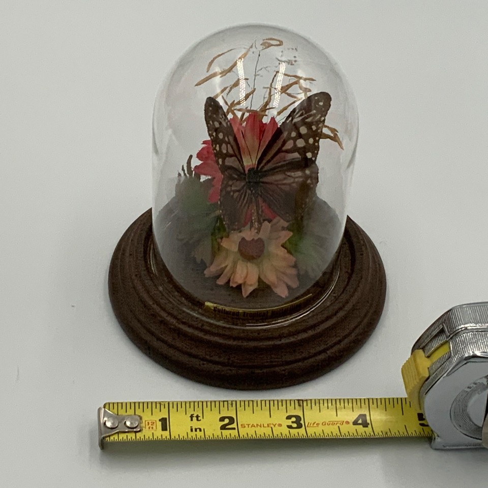 Monarch Butterfly Taxidermy Glass Cloche Dome 5” Tall Wood Base 3 1/2 ...