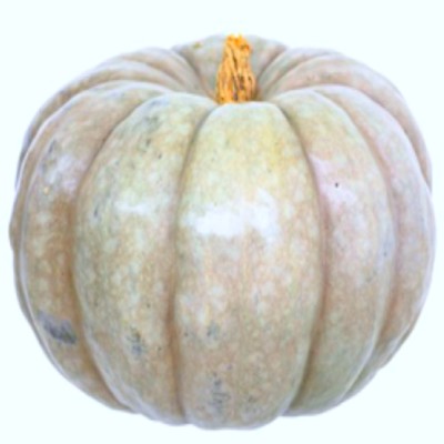Pumpkin Qld Blue 10 vegetable seeds Heirloom non gmo | eBay