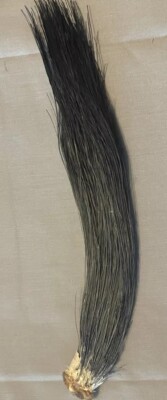 8.25”- 10+” Wild Turkey Beard | eBay