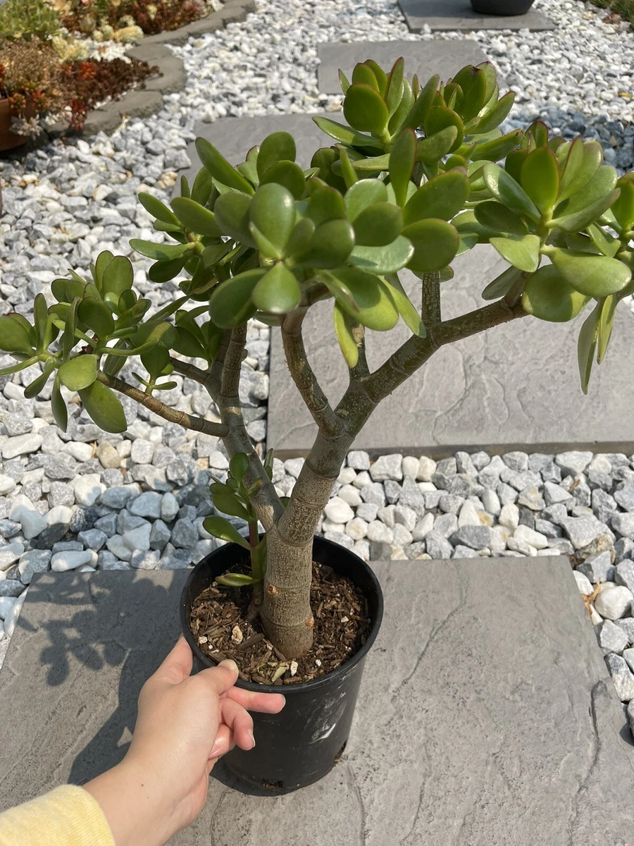 Jade Plant
