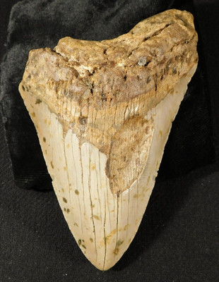 Neolithic & Paleolithic - Fossils