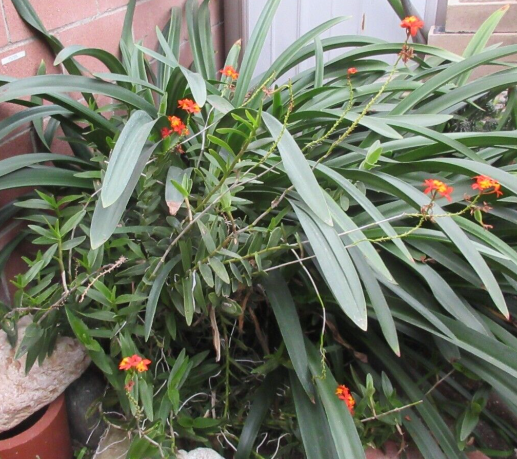 Epidendrum Orchid- Dark Orange Red & light orange 2 Cuttings | eBay