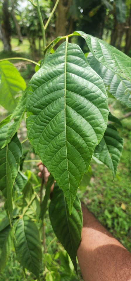 Very Rare Allophylus Cobbe Dried Leaves Tit Berry Kobbe Plant Herbs For ...