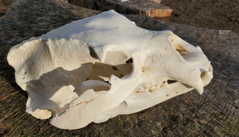 Huge black beast skull taxidermy plastic cast REPLICA | eBay