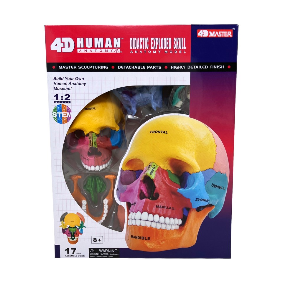 New - 4D Master 4D Human Anatomy - Didactic Exploded Skull Anatomy ...