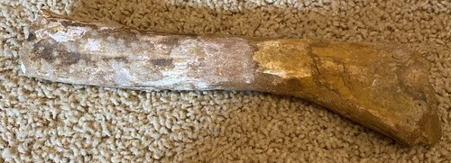 Spinosaurus Humerus Arm Dinosaur F0SSIL before T Rex Cretaceous H2 | eBay