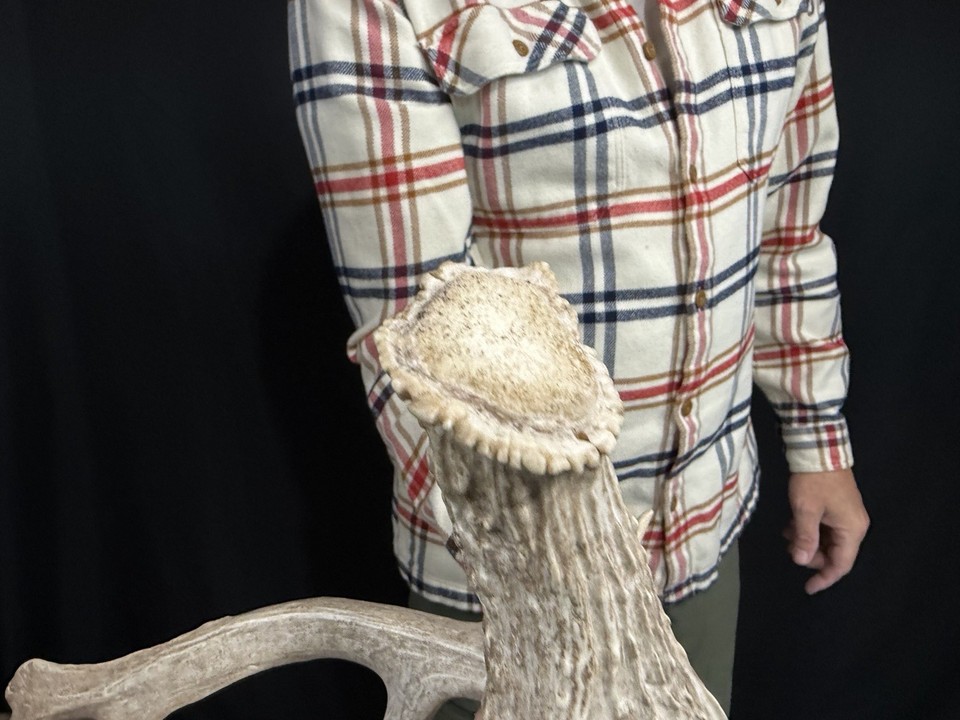 126” Whitetail Deer Shed Antler Taxidermy Mount Cabin Decor Craft Buck ...