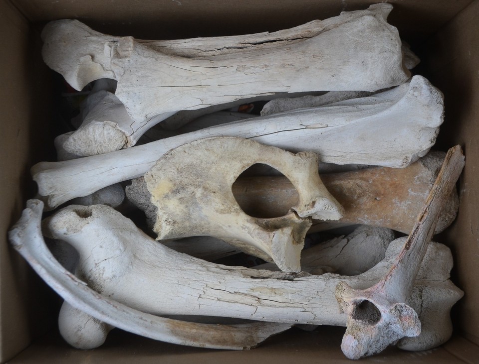 20lbs Large Animal Bones - real skull skeleton taxidermy oddities cow ...