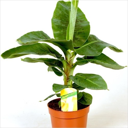 Pianta di BANANO NANO 'Musa Paradisiaca' in vaso diam. cm. 14 - h. 40/ ...