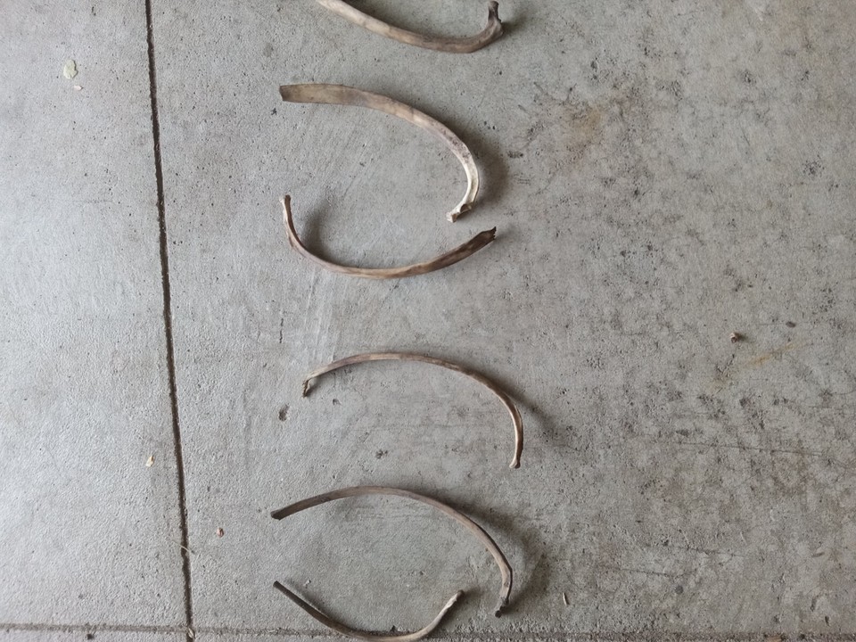 rib pack includes 19 rib bones from deer of different sizes | eBay