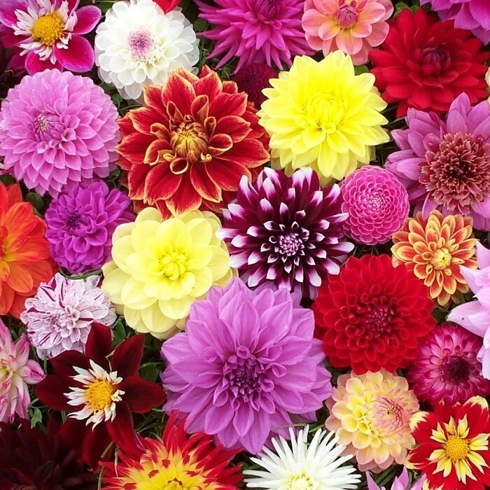 Dahlia Tubers for sale | eBay UK