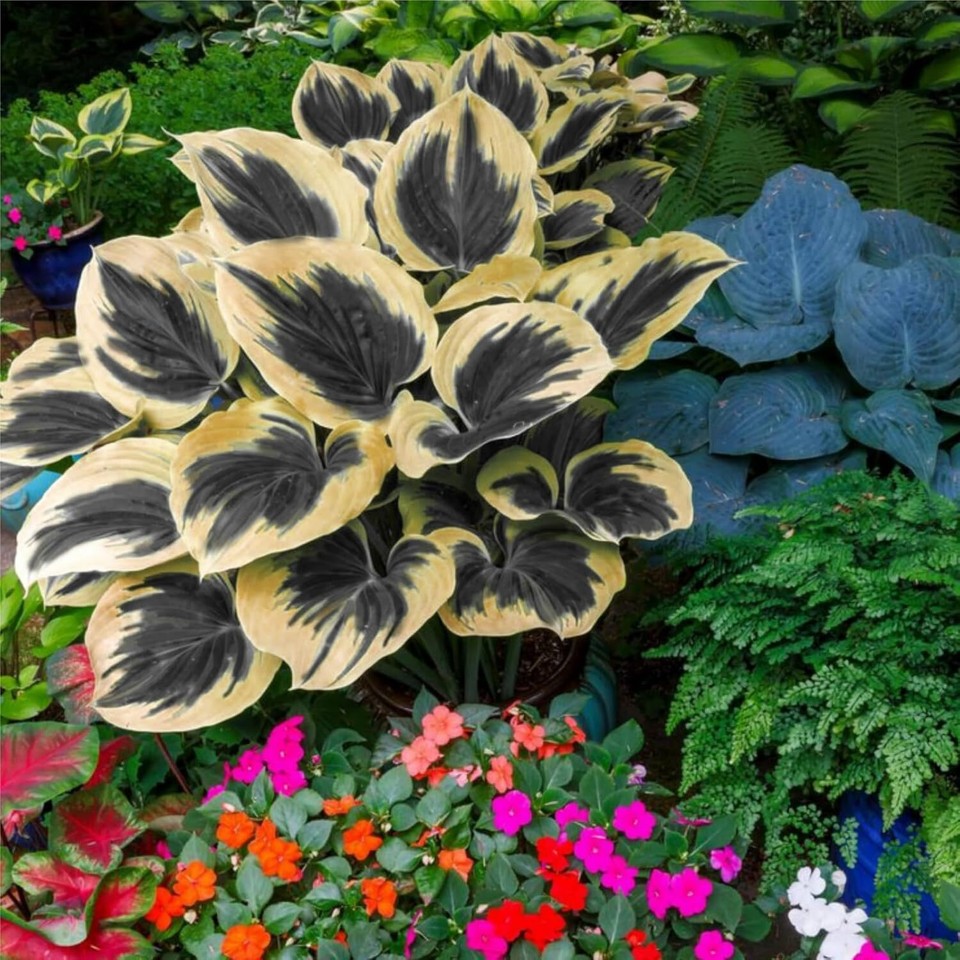Mixed Hosta Seeds for Planting Purple Black Red Hosta Plant Seeds ...