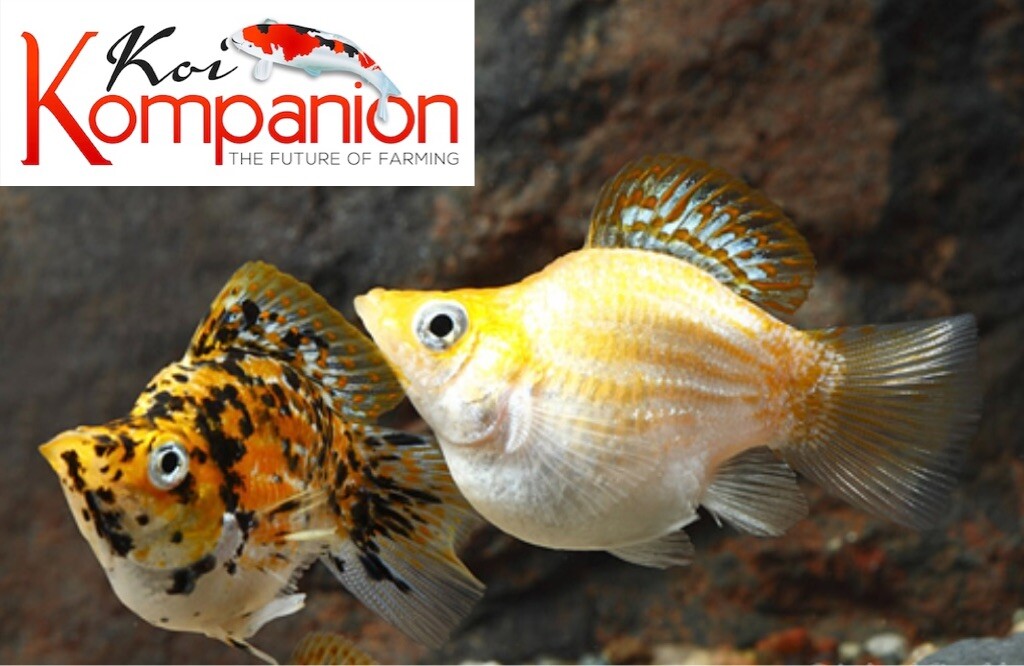 Sailfin Balloon Molly