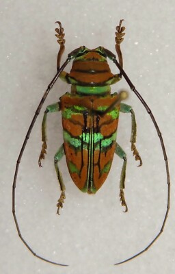 Cerambycidae Sternotomis pulchra Cameroon Africa #1 Longhorn Beetle ...