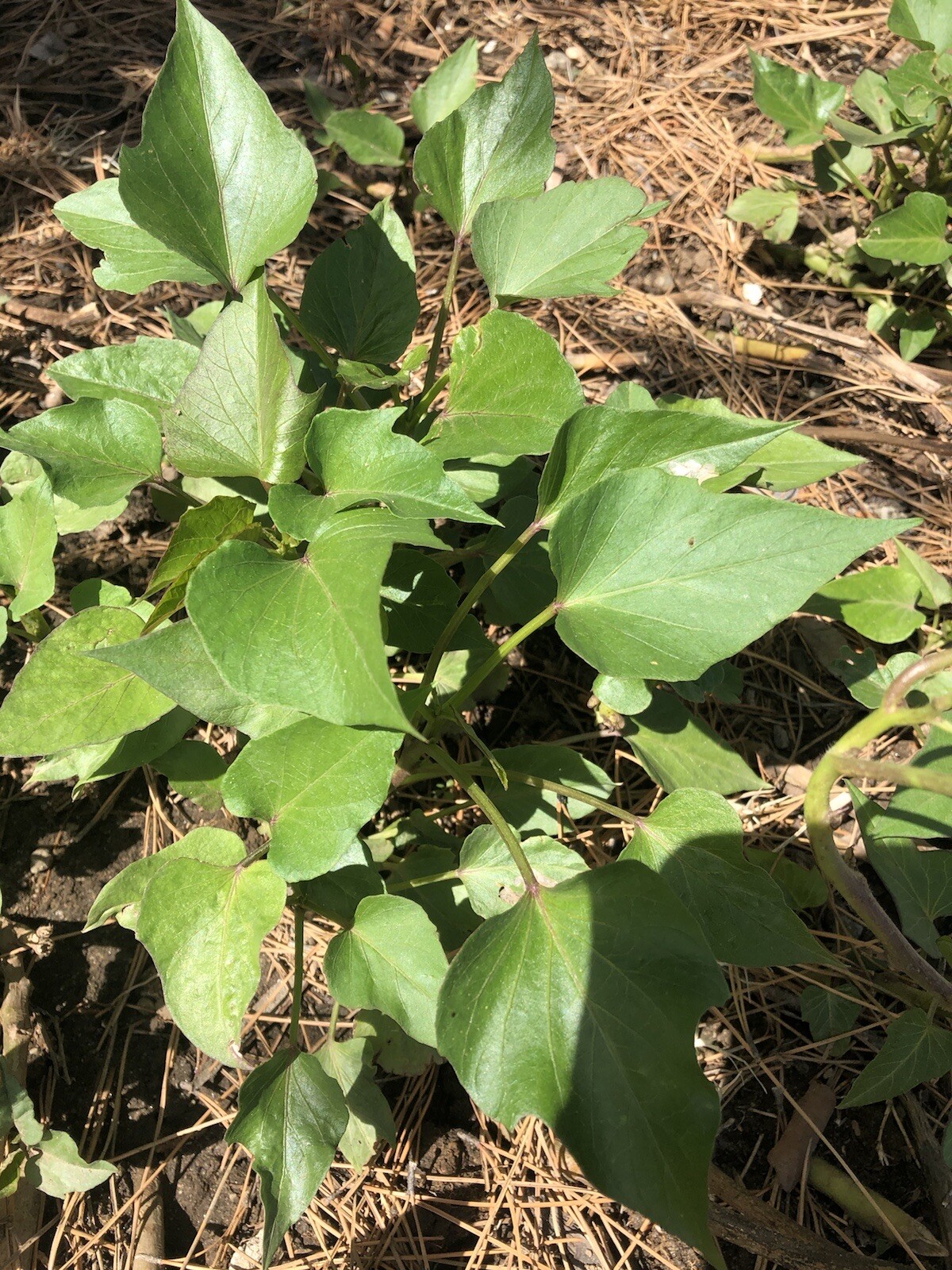 Rooted Sweet Potato Plant With Pot Live Plant Cutting Vine Ready To ...