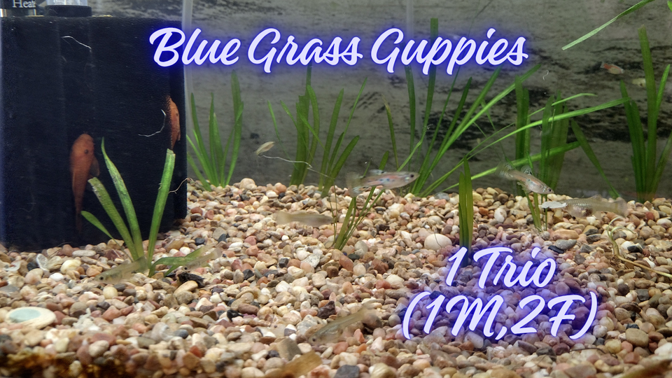 1 TRIO - Live Aquarium Guppy Fish (1M/2F) - Blue Grass PLUS 1 FREE ...