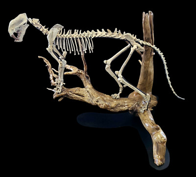 mammal fossils Dinictis felina oligocene brule formation south dakota ...