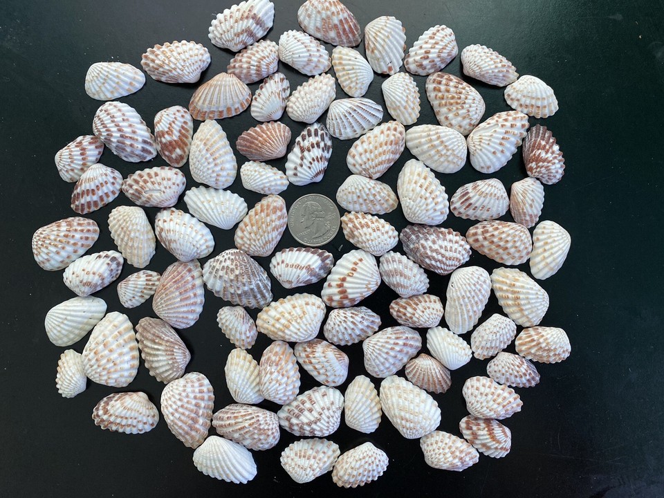 Huge Lot 1/2 LB Broad Ribbed Cardita Shells Crafts/Decor | eBay