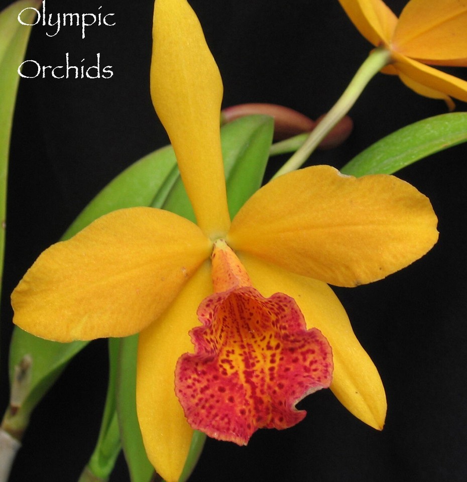 Blc, Copper Queen (Bl Richard Mueller x Blc Toshie Aoki) orchid plant ...