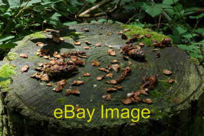 Photo 6x4 A squirrel's dining table Nupton Hill Wood c2007 | eBay