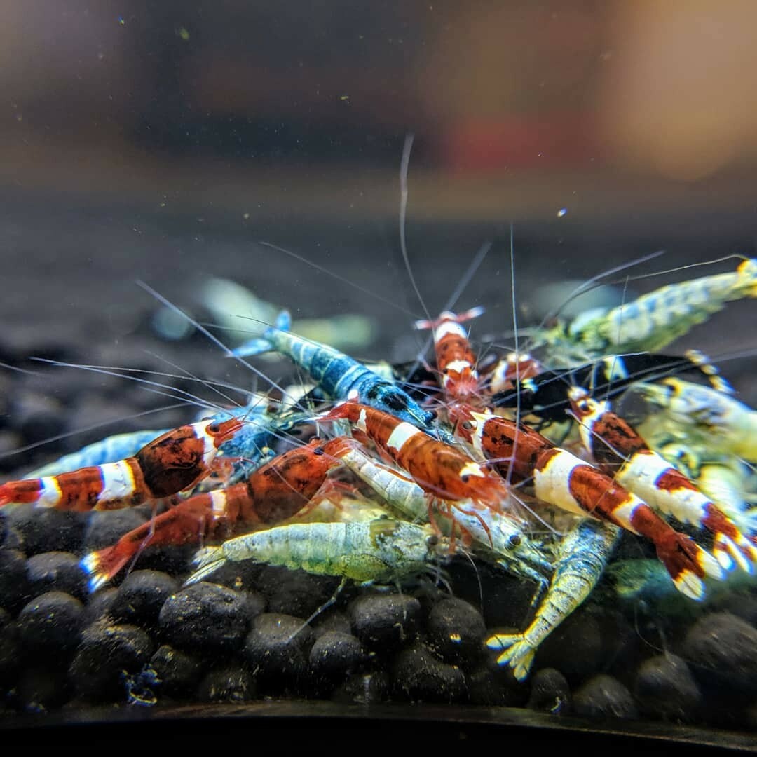 Fort Worth Mall 5 Taiwan Bee Shrimp Mix Pack_Caridina Shrimp_Aquarium ...
