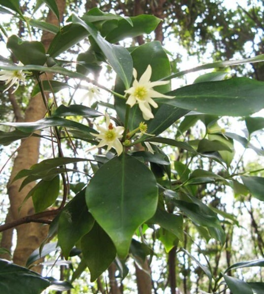 Illicium Verum 20 Seeds, Fragrant Chinese Star Anise Shrub Tree Badian ...