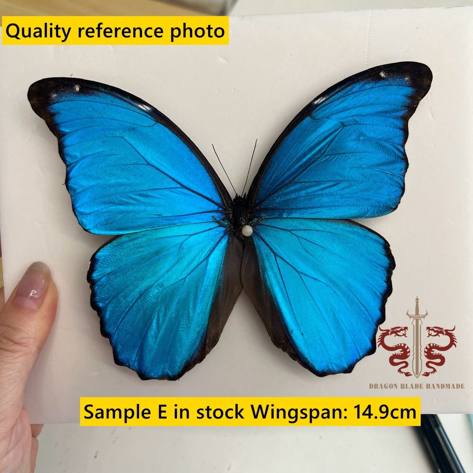 Butterfly specimen Large Blue Morpho menelaus, wings spread A1/A- high ...
