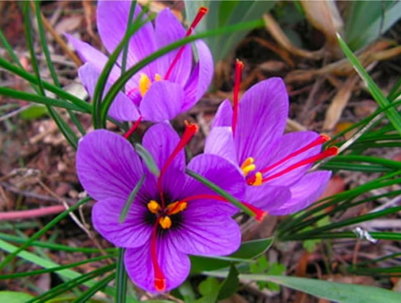 20 Large Saffron Crocus Sativus Corms for Planting - Premium Saffron ...