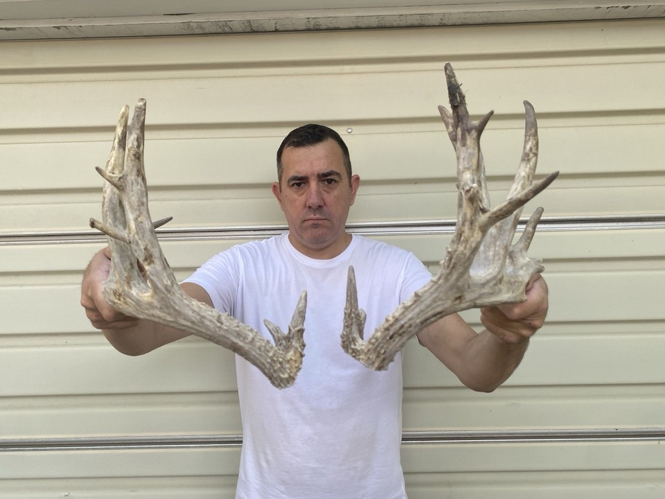 160” Set Whitetail Deer Cuts Sheds Antlers Taxidermy Mount Cabin Decor ...
