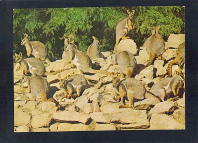 E6747 Australia SA Adelaide Zoo Yellow Footed Rock Wallaby postcard ...