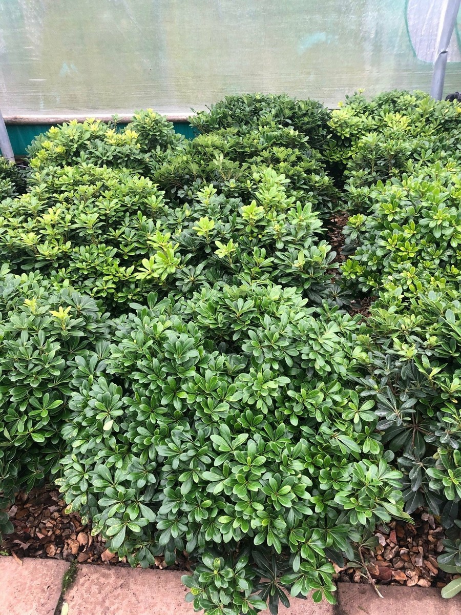 Dwarf Pittosporum Shrub