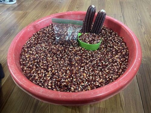 500+ Heirloom Jimmy Red Dent Corn For Seed | eBay