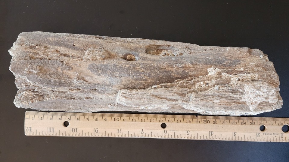 Petrified Wood Very Heavy Nice Definition | eBay