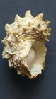 Turbo Radiatus, F+++,Big Size&Exceptional ,With Operculum,From Egypt ...