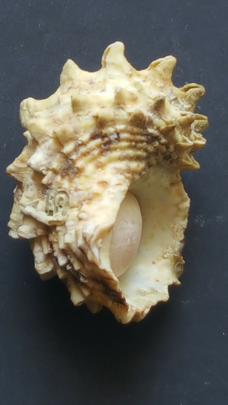 Turbo Radiatus, F+++,Big Size&Exceptional ,With Operculum,From Egypt ...