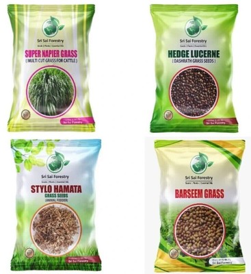 Super Napier + Hedge Lucerne + Stylo Hameta +Berseem Grass Seebs 100 ...