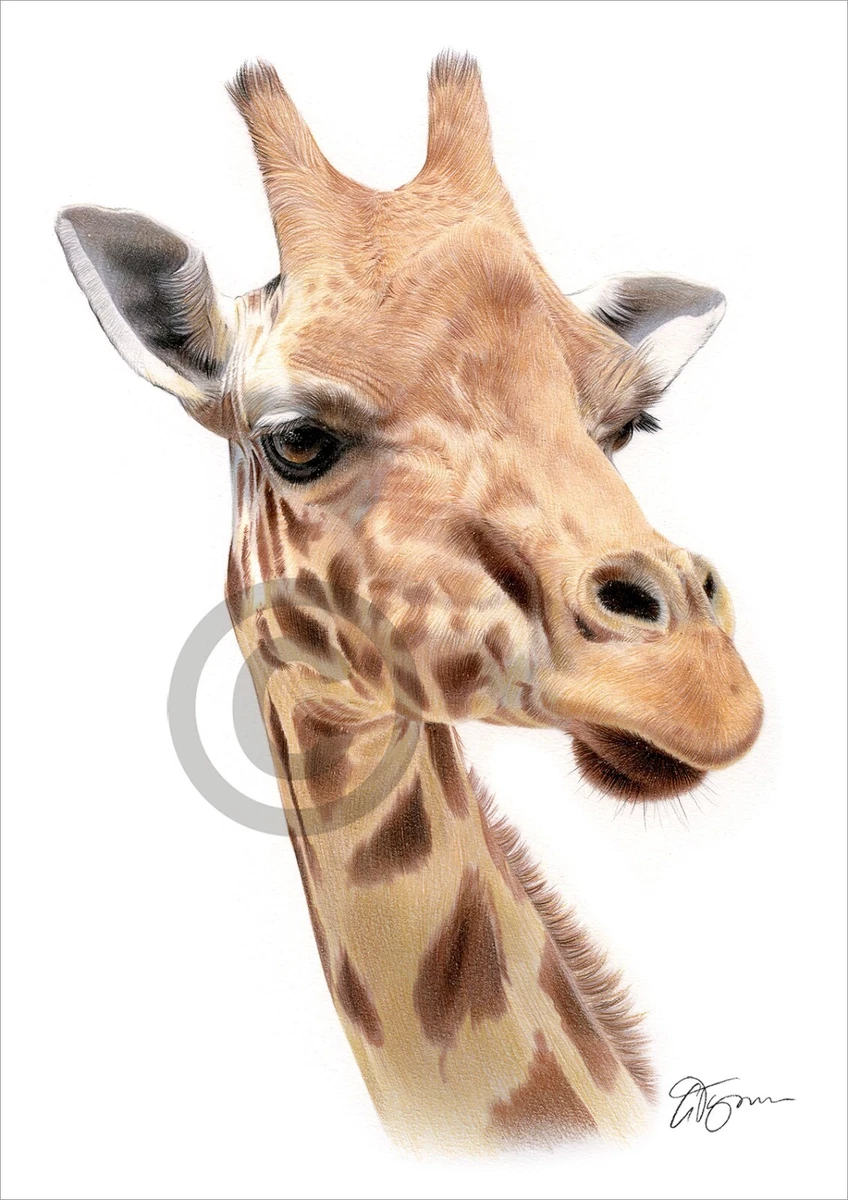 Giraffe Head Side Drawing