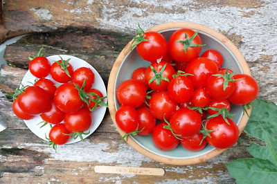 Red Alert early bush tomato seeds x 20 | eBay UK