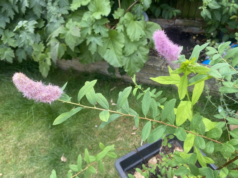 Pink Fluffy Flower Bush/plant In Large Pot | eBay UK