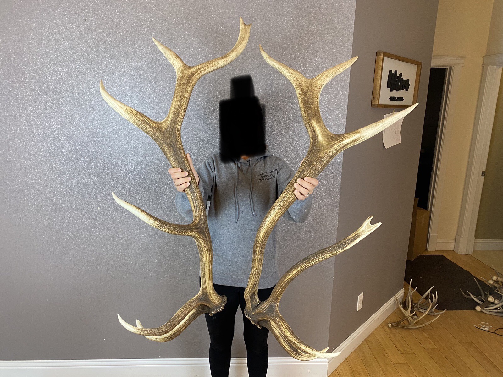 HUGE FREAK Matched Set 7x7 ELK ANTLERS SHEDS WILD IDAHO HORN MOOSE ...