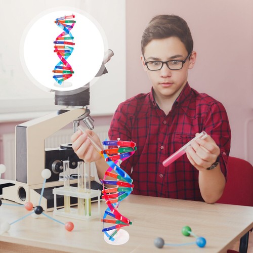 DNA Child Double Helix Science Models for Kids | eBay UK