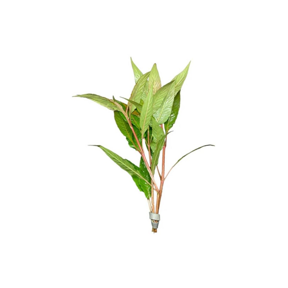 BUY 2 GET 1 FREE Hygro Blue (Hygrophila Salcifolia) Bunch Live Aquarium ...