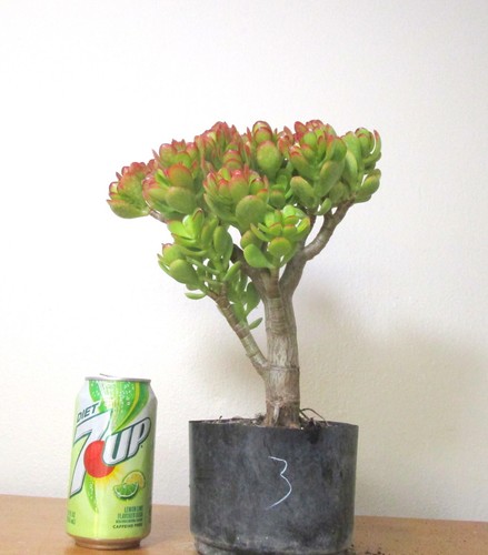 Jade Crosby's dwarf Crassula plant for shohin mame bonsai tree thick ...